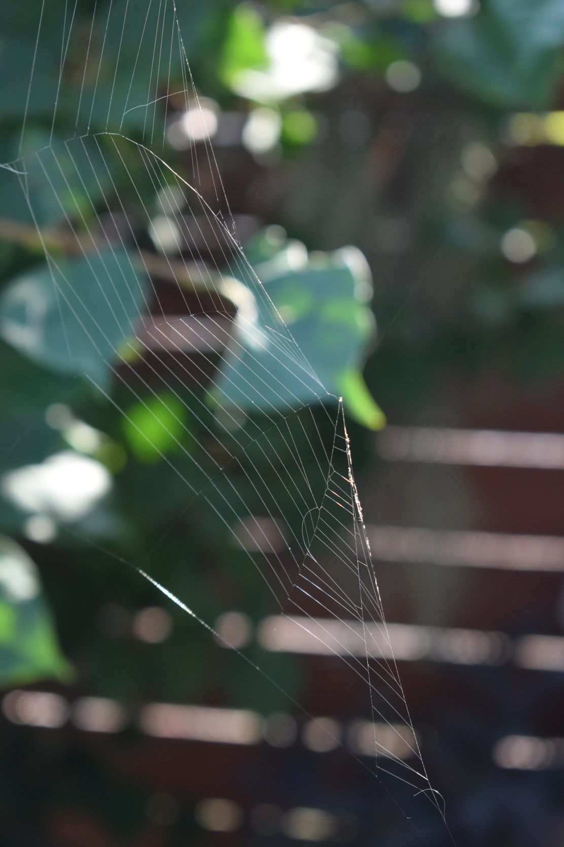 Eight Legged Architects: Spider Silk and Shelter | ABG Architectural